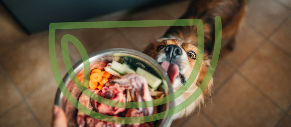 Raw, Fresh, and Frozen | Food For Dogs at Betrbowl – betrbowl, by Pet ...